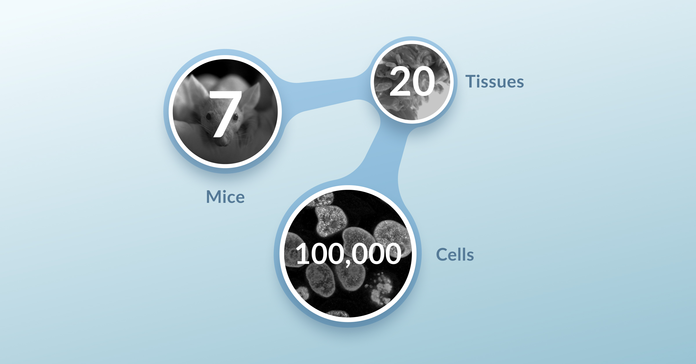 Tabula Muris - Biohub