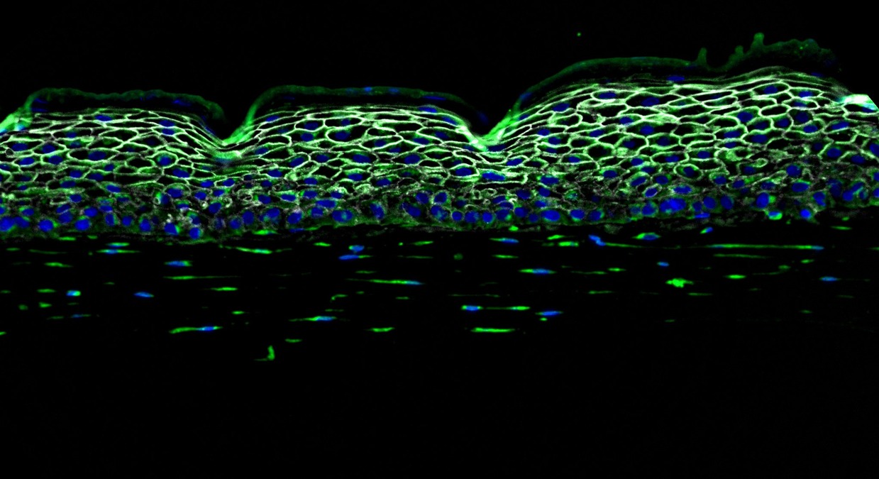 Tissue Models People - Biohub