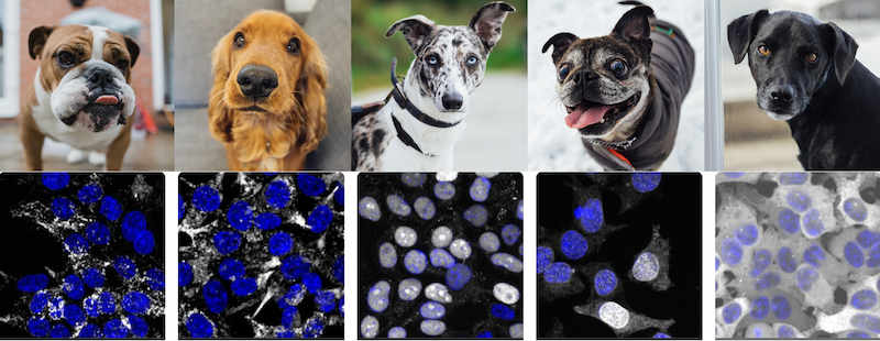 What New Cell Biology Can AI Reveal Just by Looking at Images